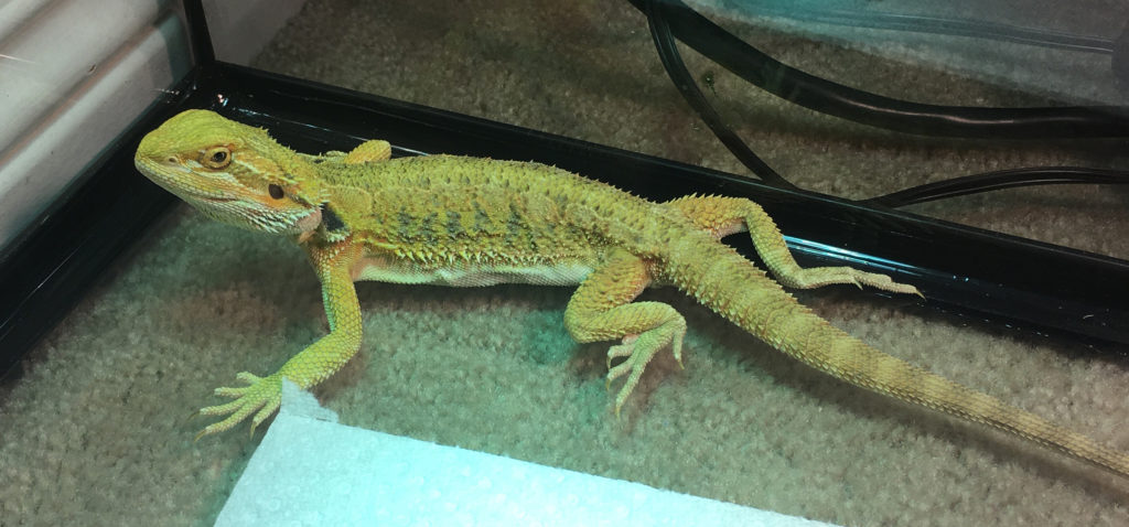 Letty - Bearded Dragon Foundation