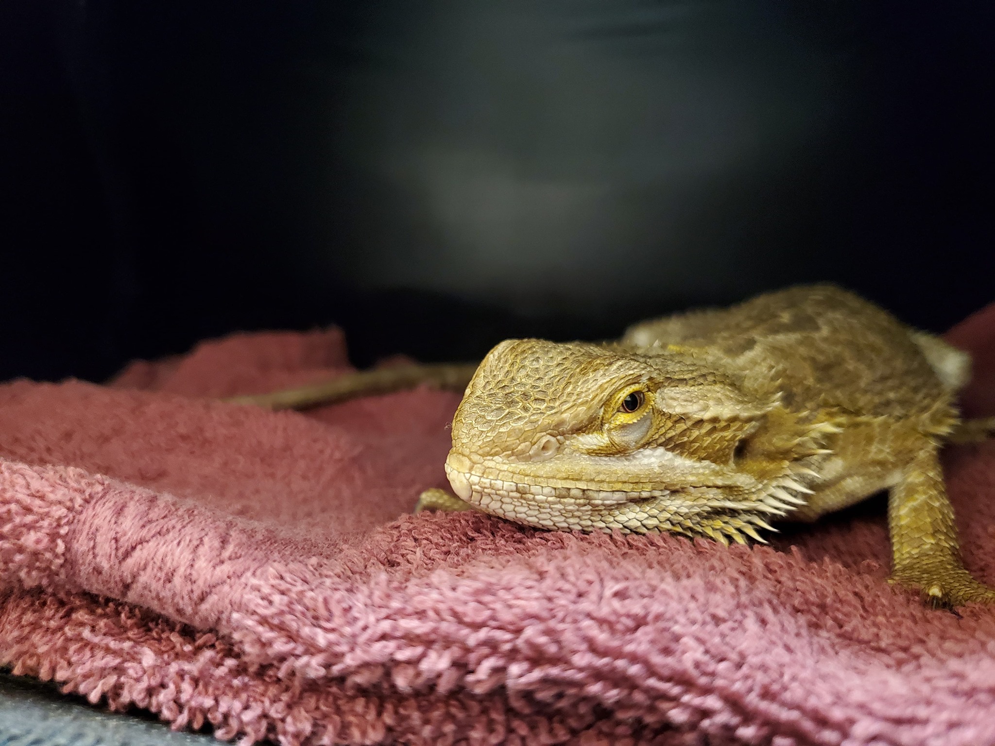 Apollo - Bearded Dragon Foundation