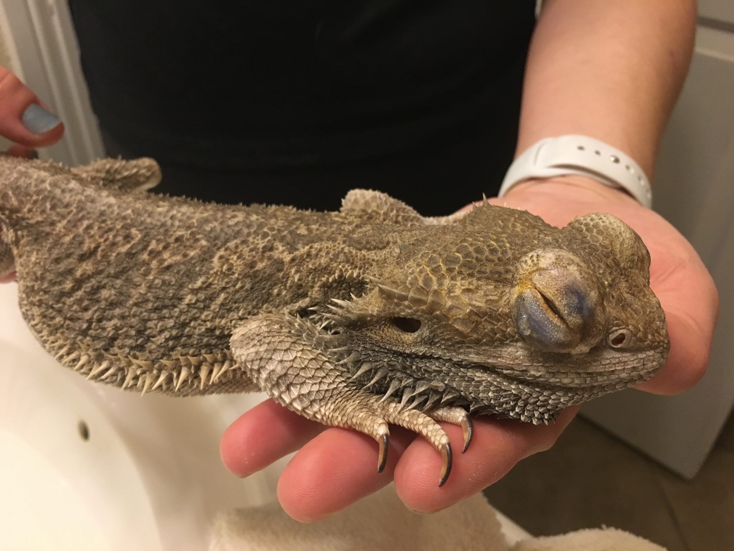 Gru - Bearded Dragon Foundation