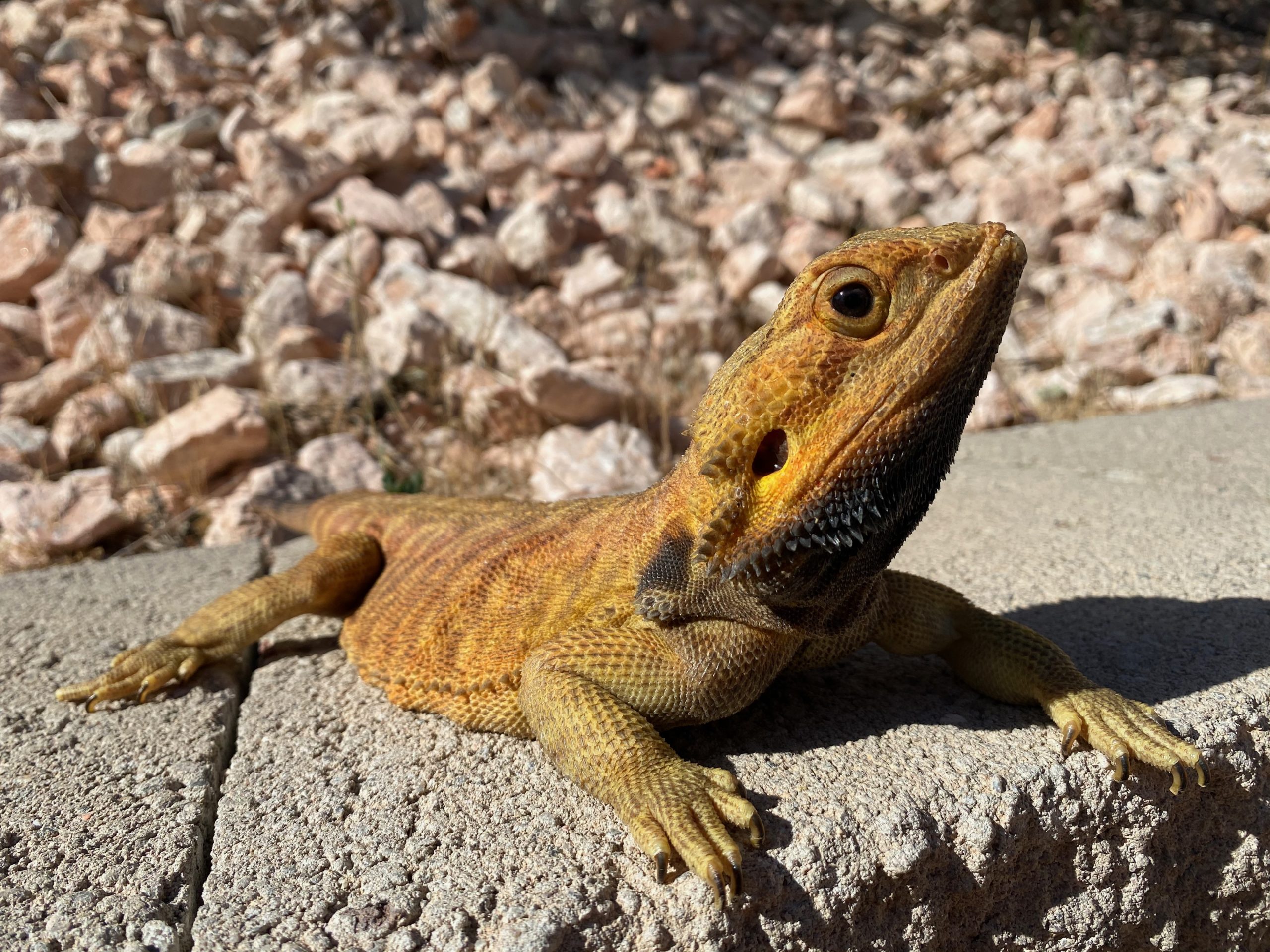 Zora - Bearded Dragon Foundation