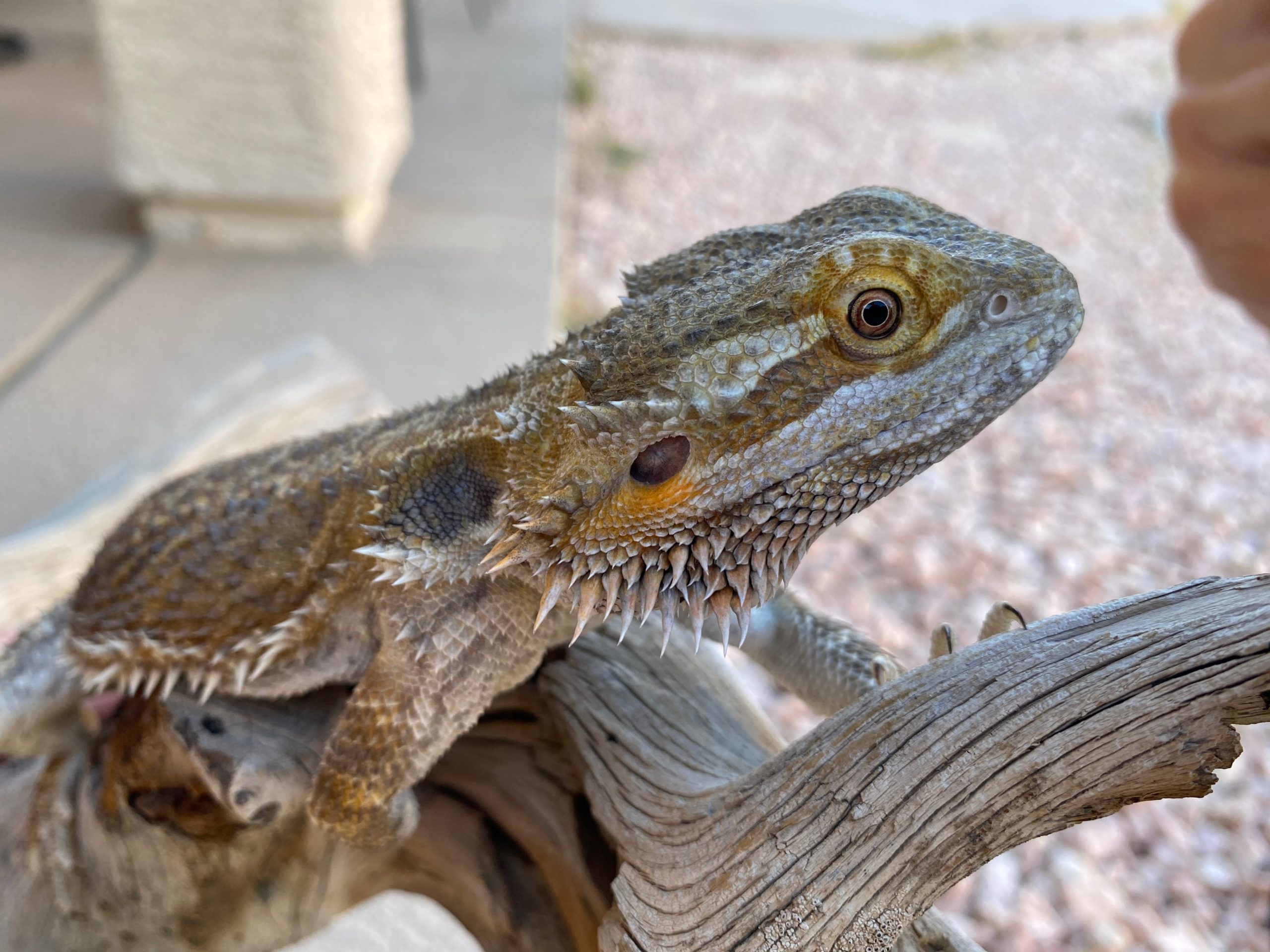 Nicholas - Bearded Dragon Foundation