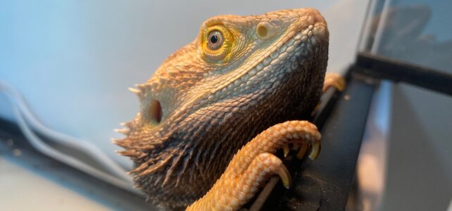 Bearded Dragon Foundation - A 501(c)(3) non-profit benefiting Bearded ...