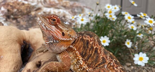 Bearded Dragon Foundation - A 501(c)(3) non-profit benefiting Bearded ...