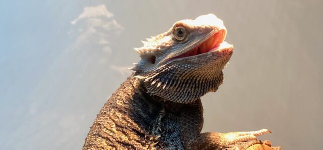 Bearded Dragon Foundation - A 501(c)(3) non-profit benefiting Bearded ...