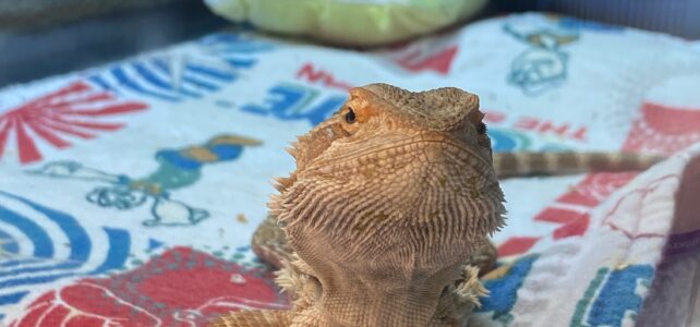 Bearded Dragon Foundation - A 501(c)(3) non-profit benefiting Bearded ...