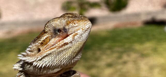 Bearded Dragon Foundation - A 501(c)(3) non-profit benefiting Bearded ...