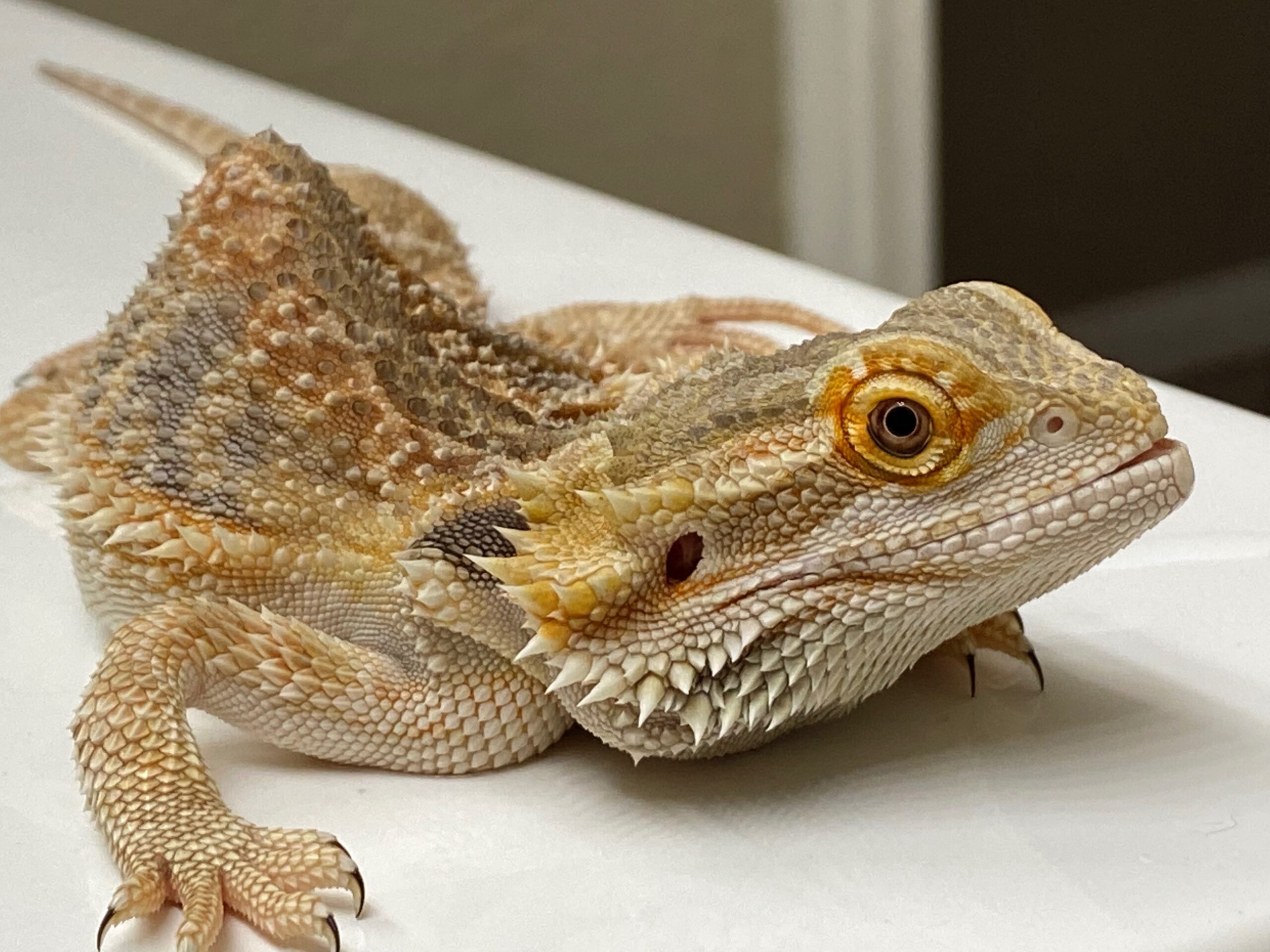Steve - Bearded Dragon Foundation