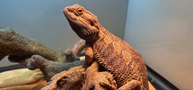 Bearded Dragon Foundation - A 501(c)(3) non-profit benefiting Bearded ...