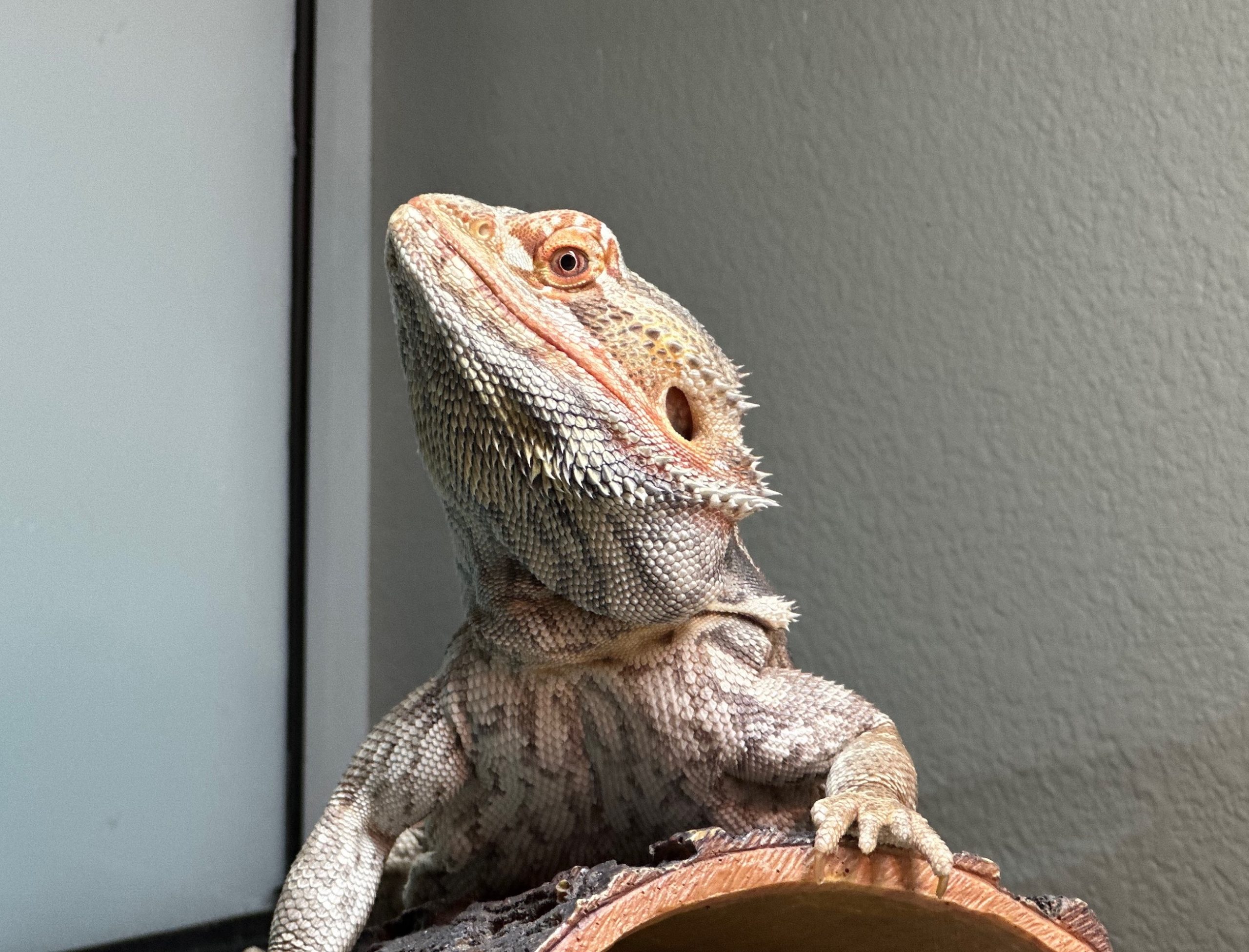 Gus - Bearded Dragon Foundation