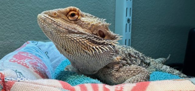 Bearded Dragon Foundation - A 501(c)(3) non-profit benefiting Bearded ...