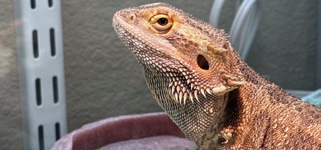Bearded Dragon Foundation - A 501(c)(3) non-profit benefiting Bearded ...
